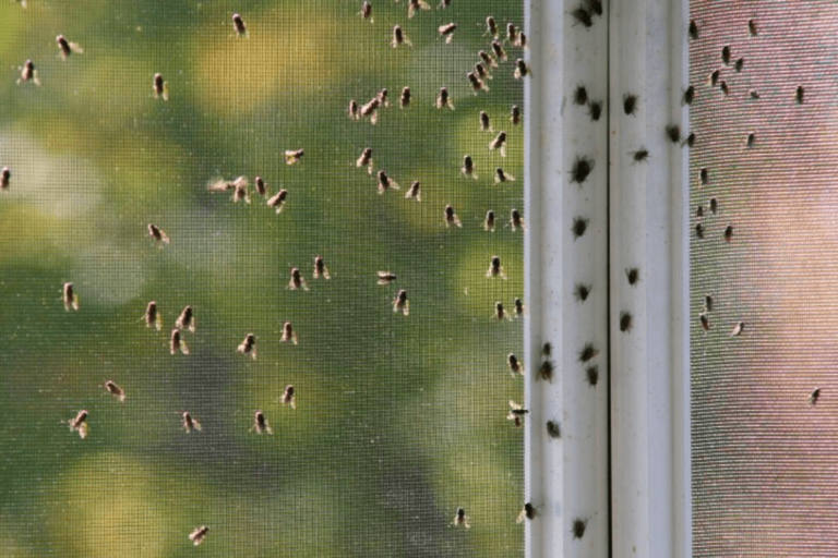 Clustervliegen in huis: hoe bestrijden?
